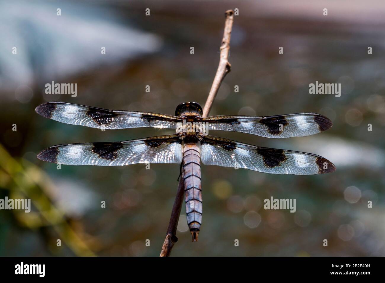Twelve Spotted Skimmer Dragonfly Flying Over Water Stock Photo - Alamy