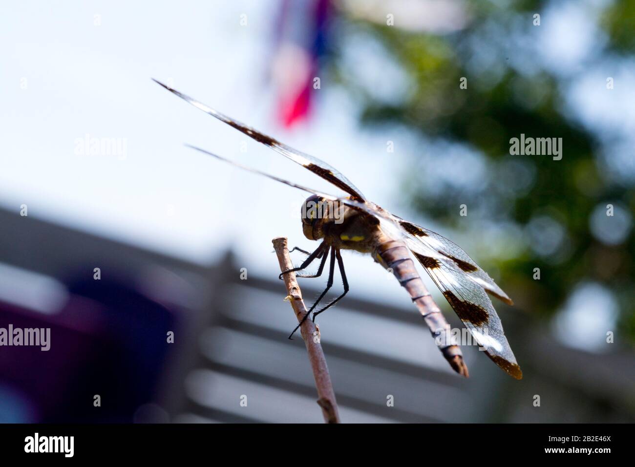 Twelve Spotted Skimmer Dragonfly Flying Over Water Stock Photo - Alamy