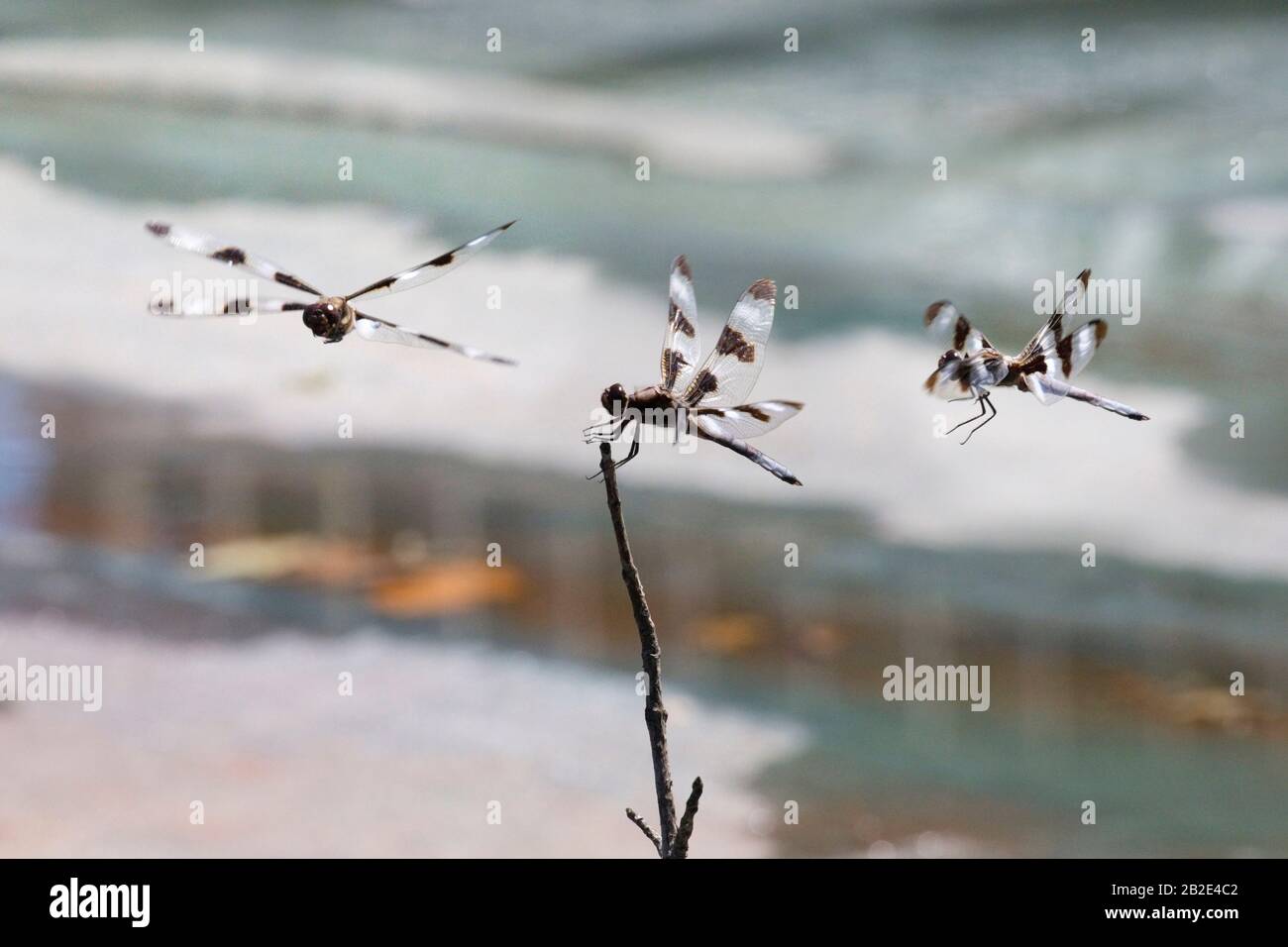 Dragonfly Flying Over Water