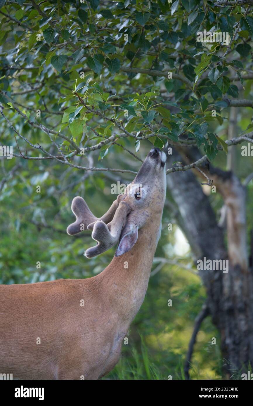 White-tailed deer buck (Odocoileus virginianus) with velvet antlers ...