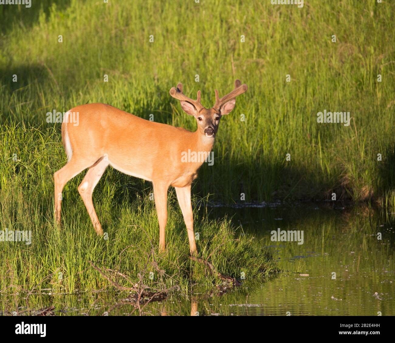 Buck pond hi-res stock photography and images - Alamy