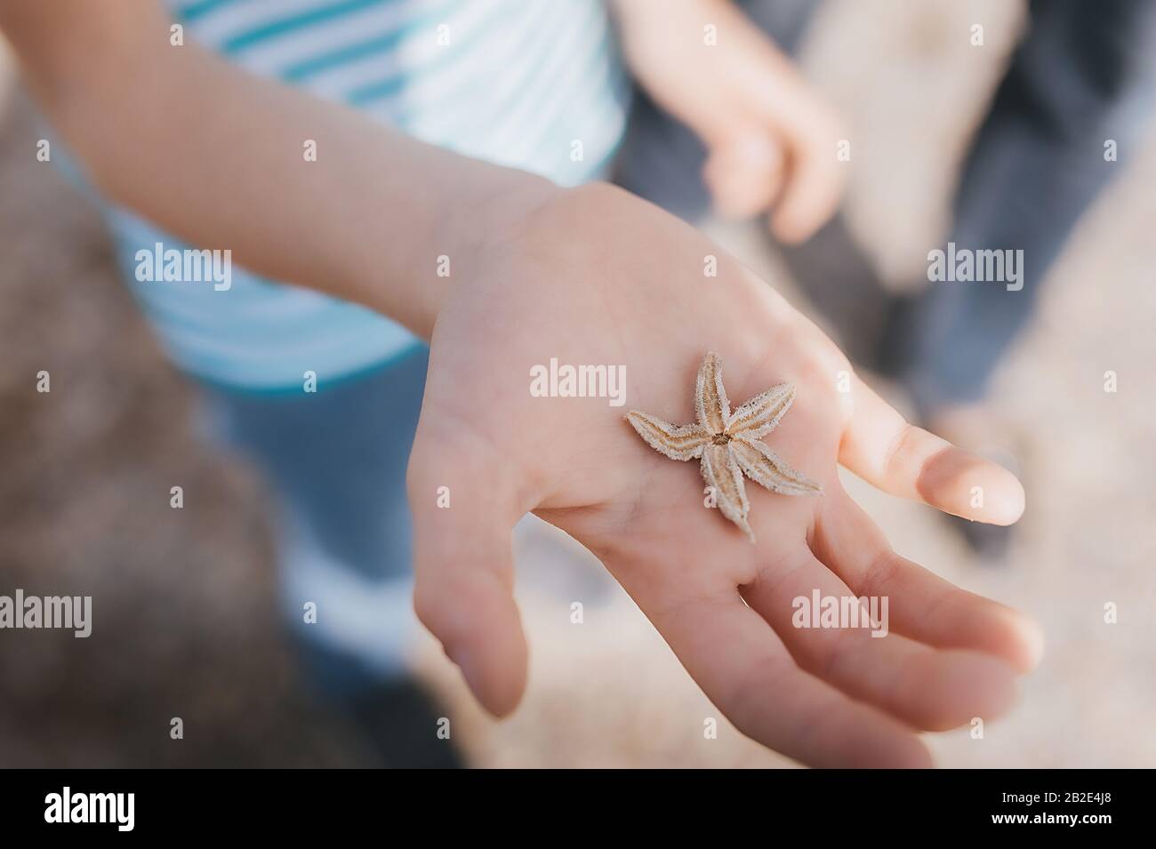 tiny starfish in fair skin hand Stock Photo - Alamy