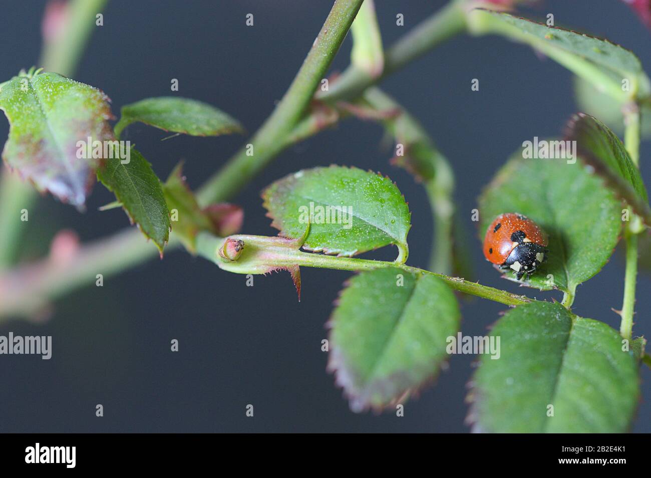 Ladybird aphids rose hi-res stock photography and images - Alamy