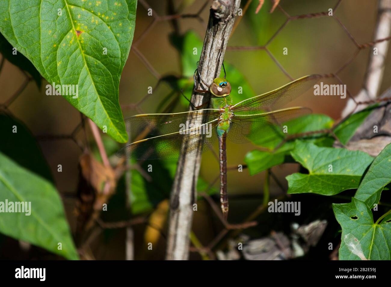 Dragonfly nymphs hi-res stock photography and images - Alamy