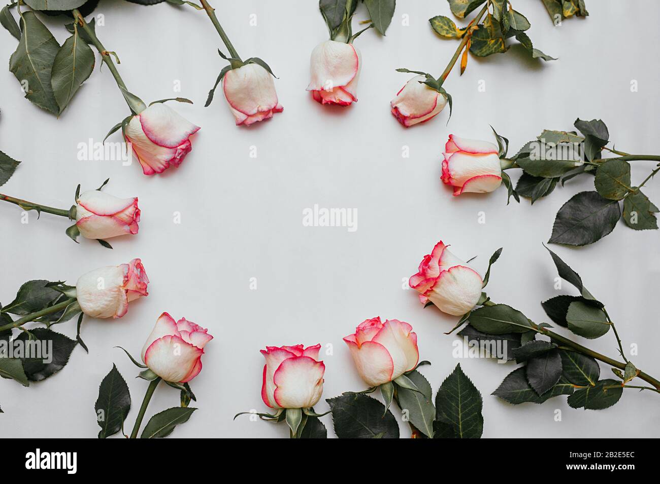 pink and white roses folded in a circle on a white background Stock ...