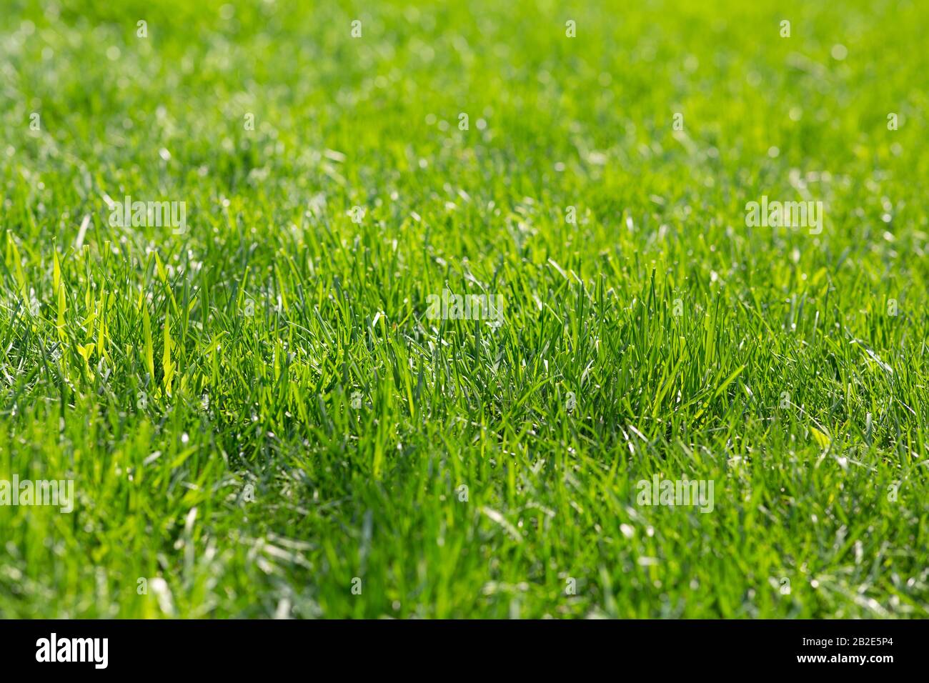 Bright Green Grass Background