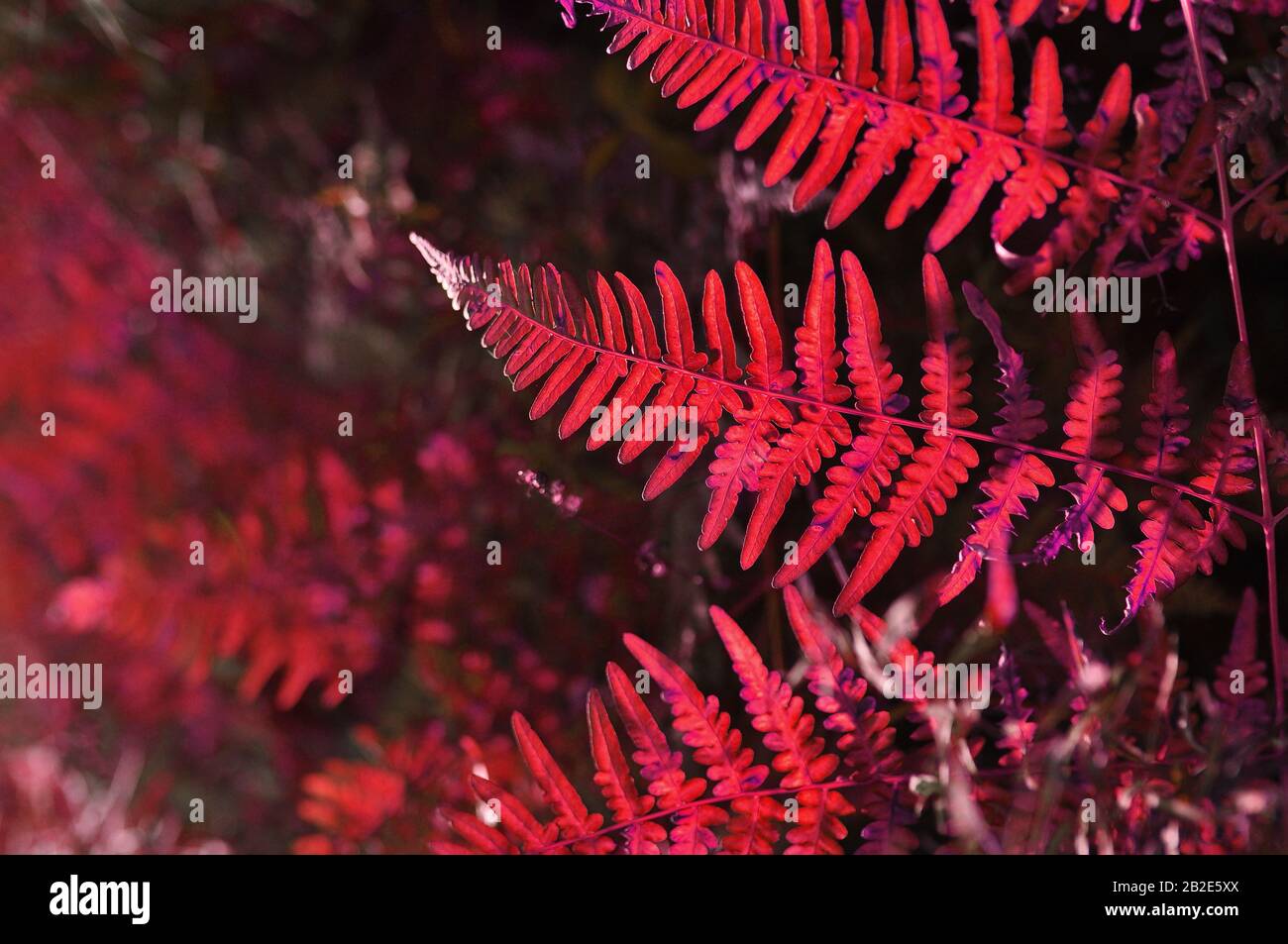unusual plant of fantastic red color in backlight Stock Photo - Alamy