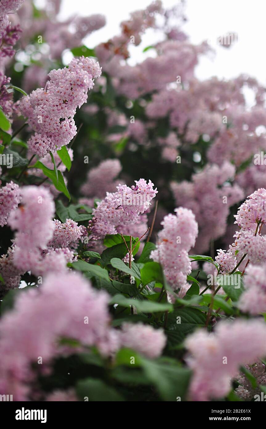 lush tree of purple lilac in shallow depth of field Stock Photo - Alamy