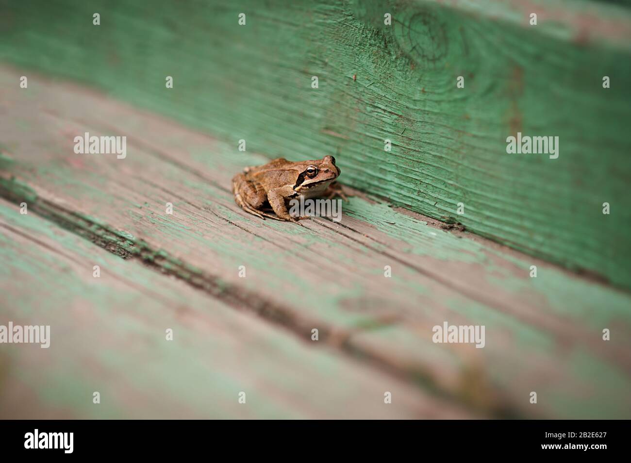 green frog with a big eye sits on a wooden floor Stock Photo - Alamy