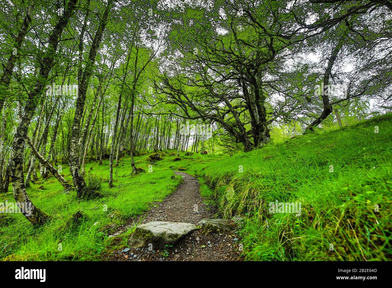 Picturesque landscape of a mountain forest with traditional nature of ...