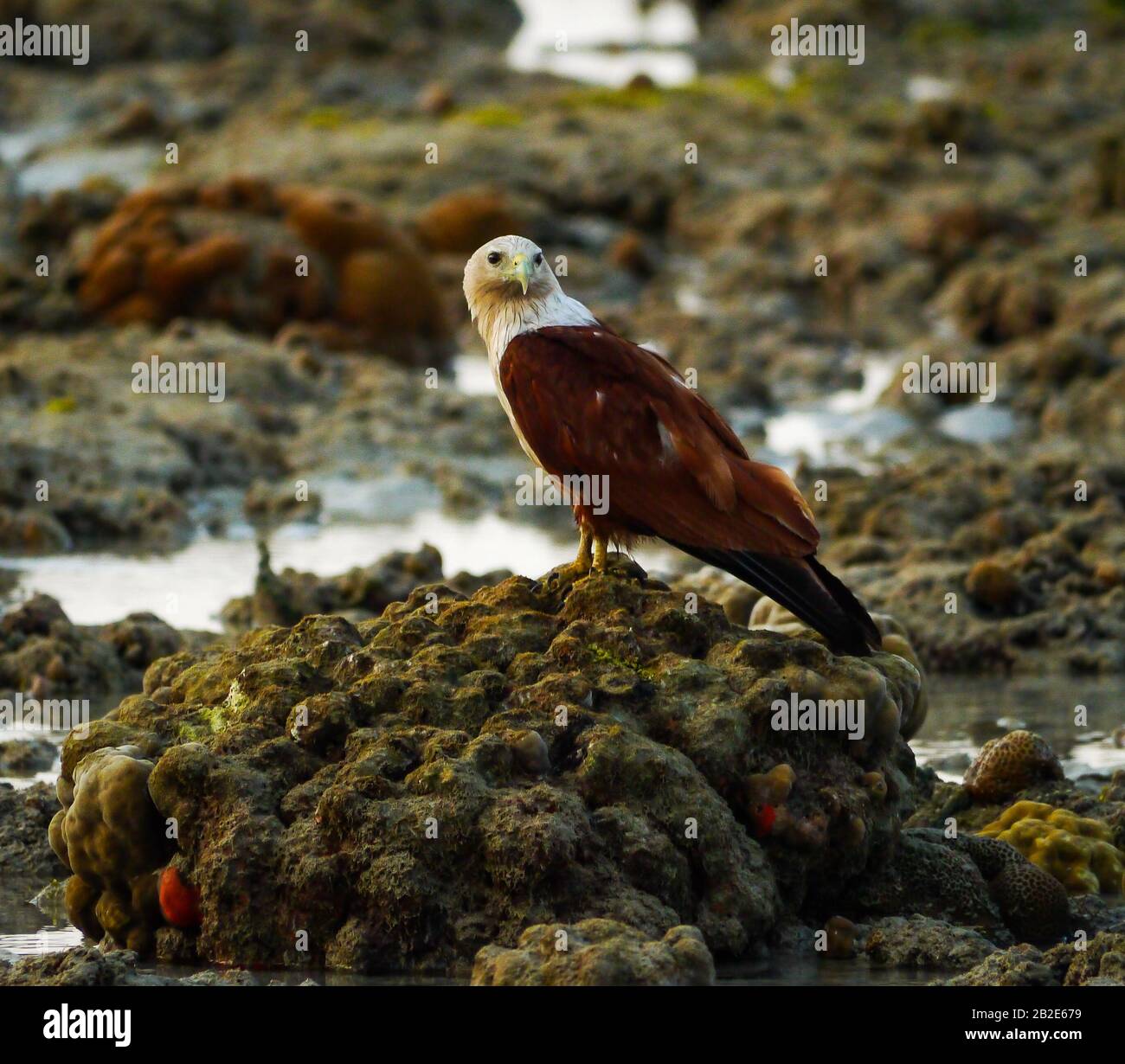 The brahminy kite (Haliastur indus) watching carefully while sitting ...