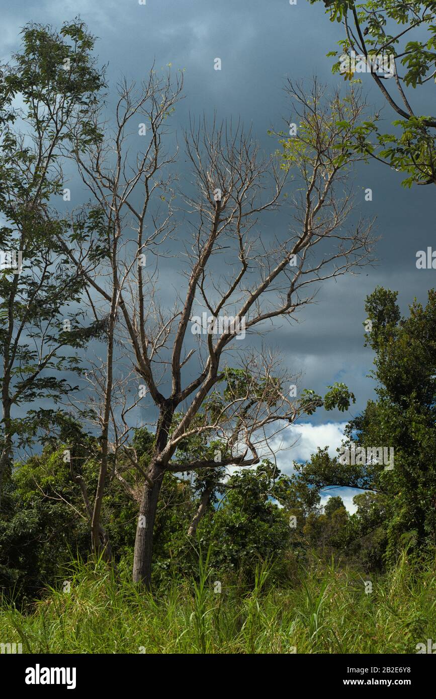 Maricao puerto rico hi-res stock photography and images - Alamy