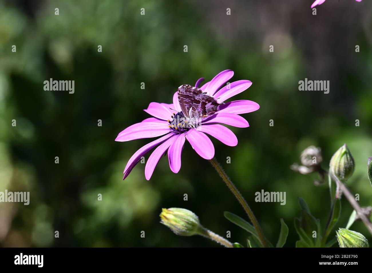 Wildlife flower purple nectar flower hi-res stock photography and ...