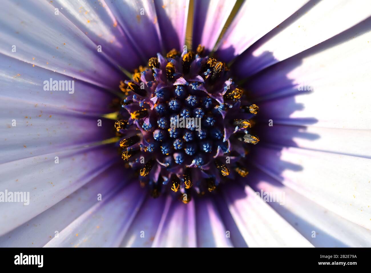 White flower with purple center hi-res stock photography and images - Alamy