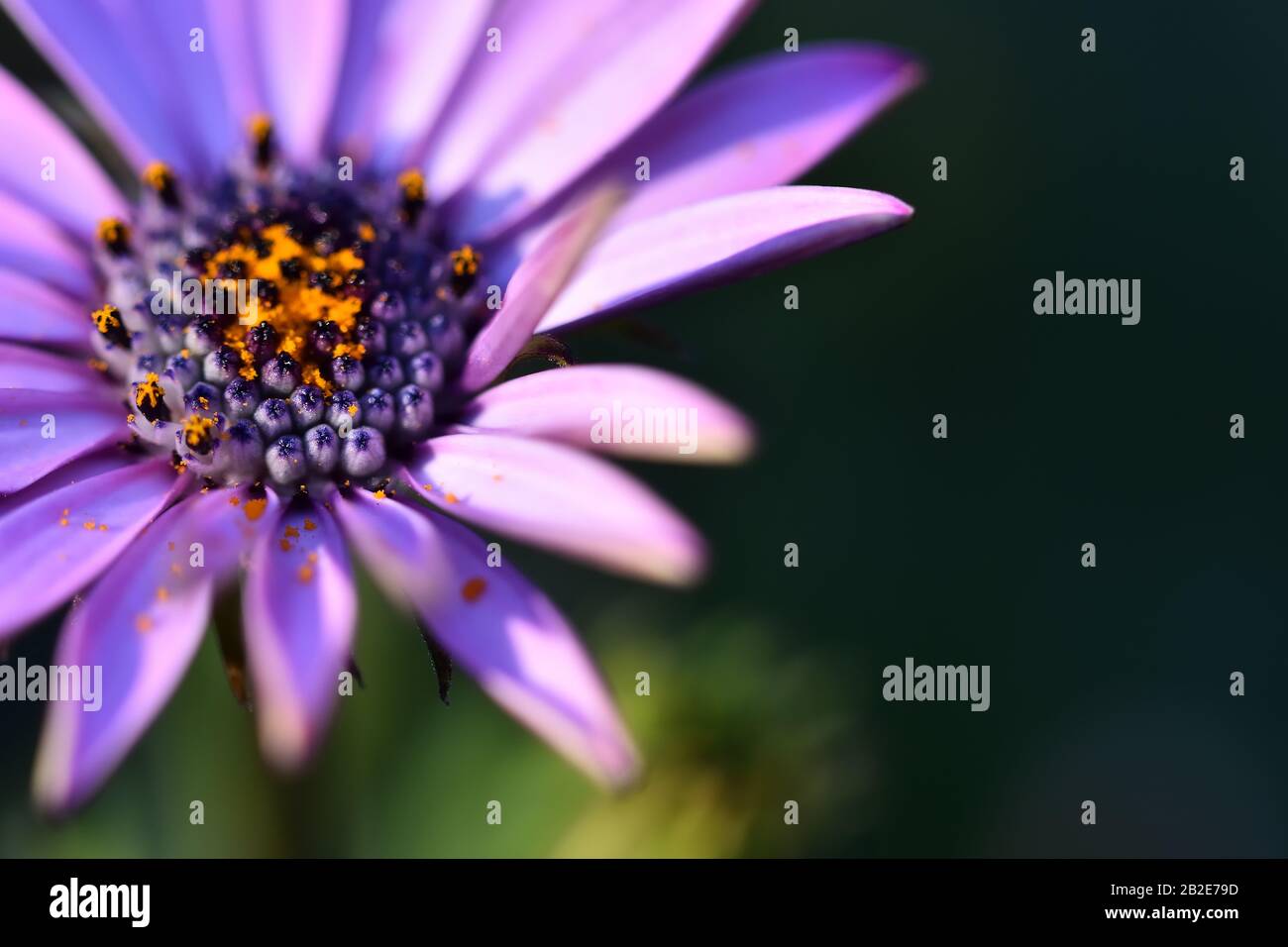 Blue Corolla High Resolution Stock Photography and Images - Alamy