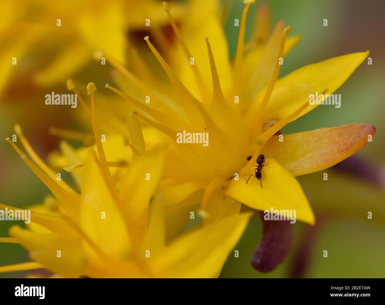 Very small ant hi-res stock photography and images - Alamy