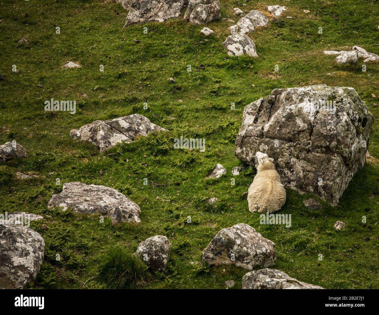 Scenic Scotland meadows with sheep in traditional landscape Stock Photo ...