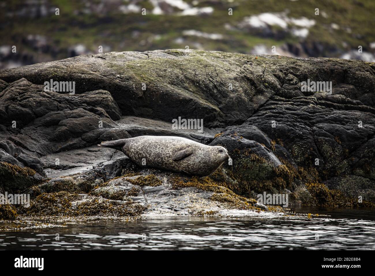 Seals Scottish Coast High Resolution Stock Photography and Images - Alamy