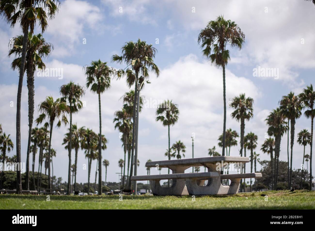 Concrete bench in sunny park with many palm trees Stock Photo - Alamy
