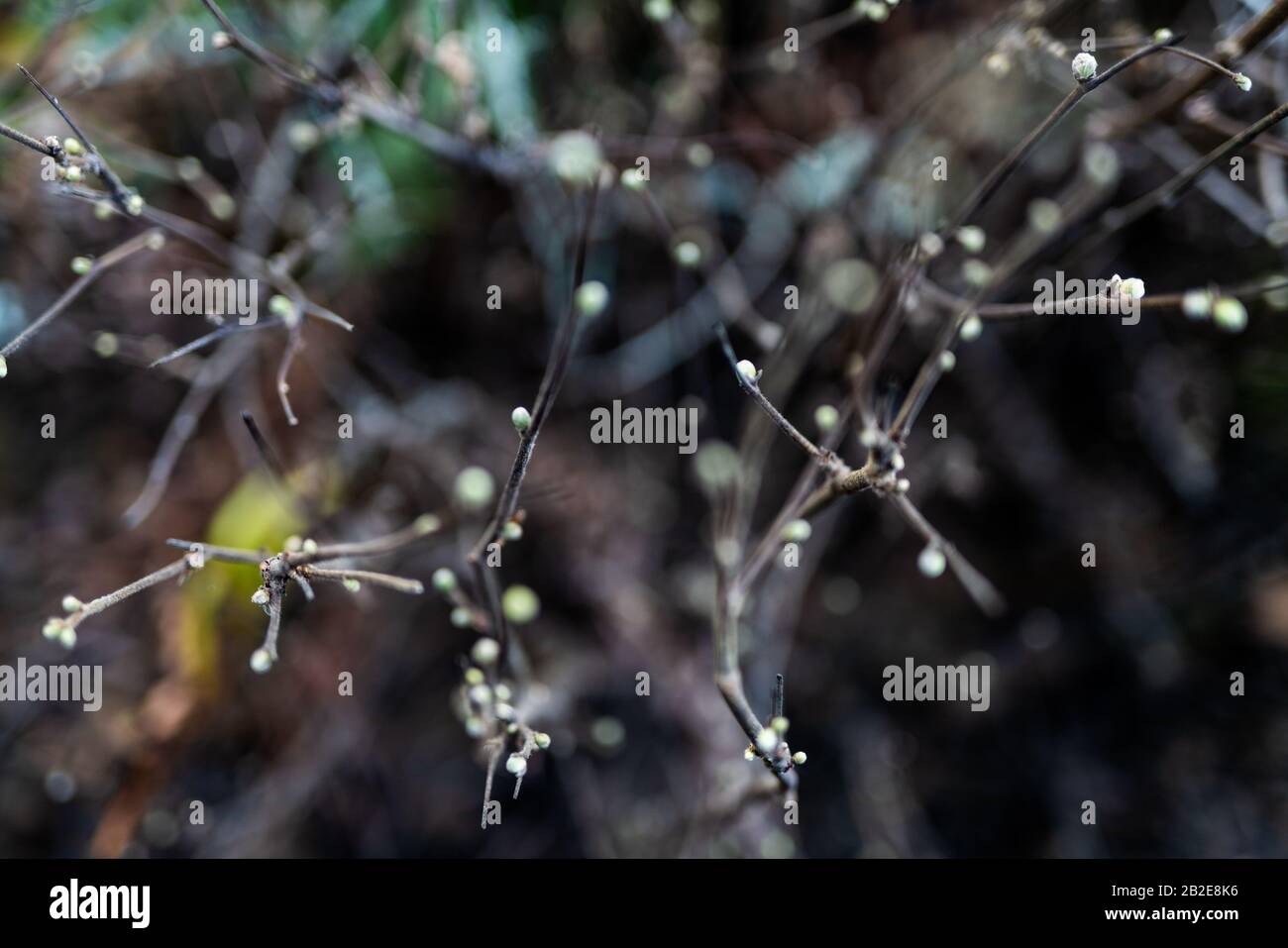 Growing plant hi-res stock photography and images - Alamy