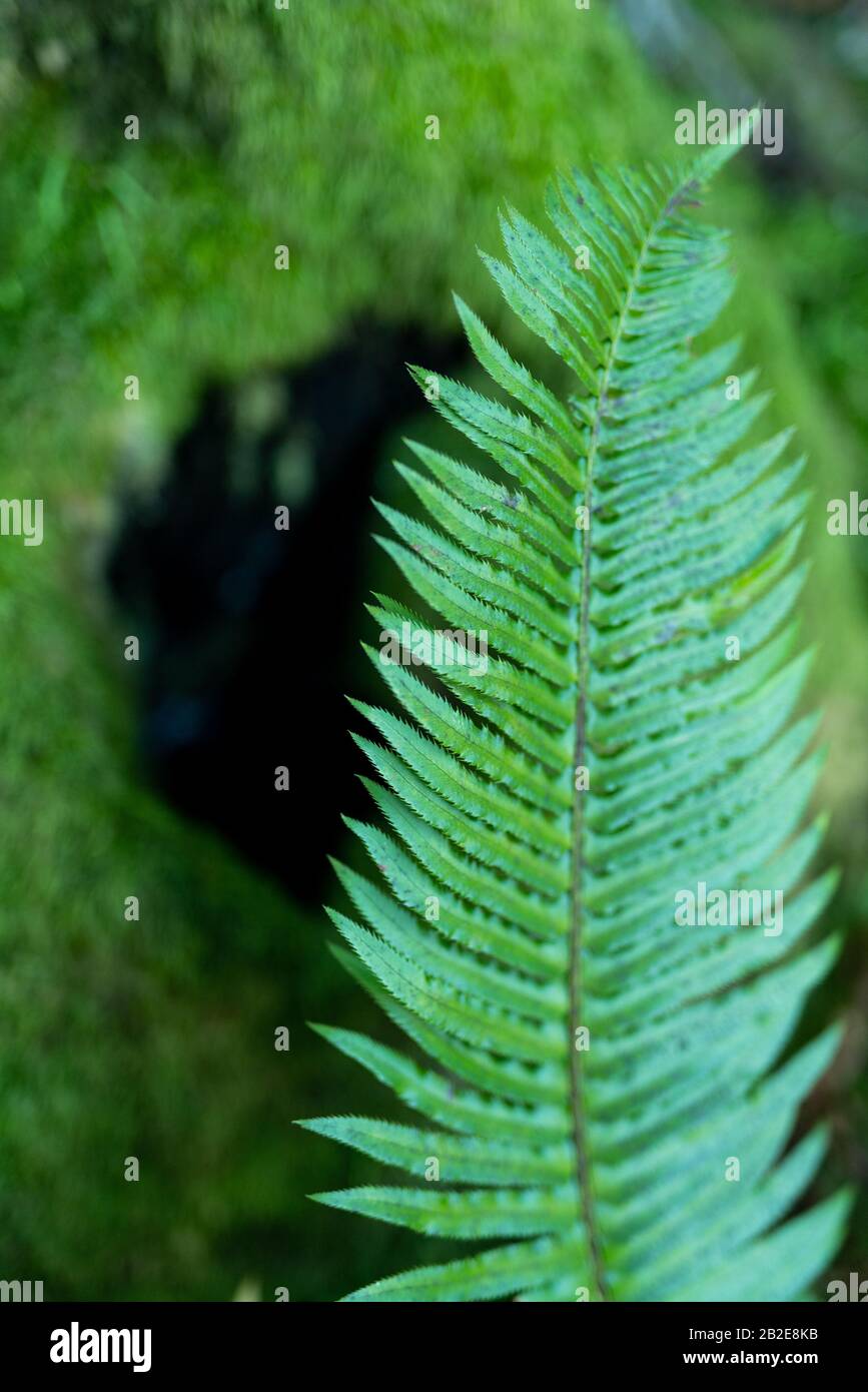 Tree fern trunk moss hi-res stock photography and images - Alamy