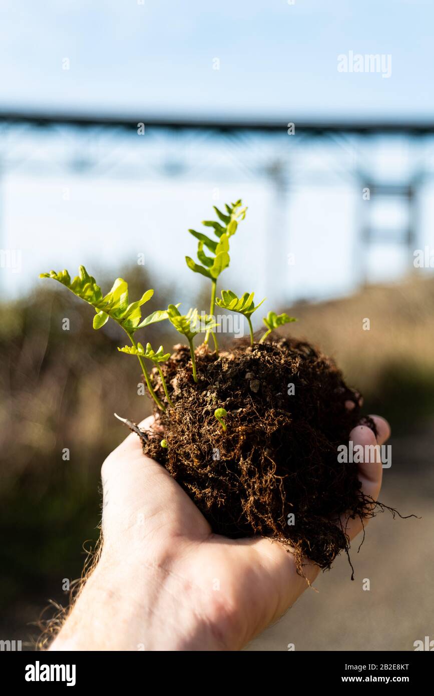 Detail of hand holding ball of root filled soil with new ferns growing ...