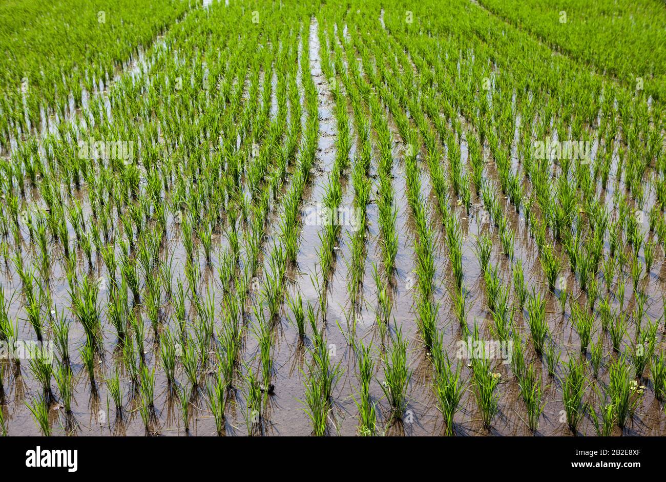 Traditional Balinese Rice Fields and Seasonal Harvest Stock Photo - Alamy