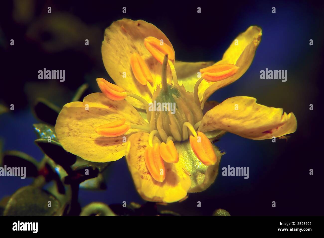 Pungent plant hi-res stock photography and images - Alamy