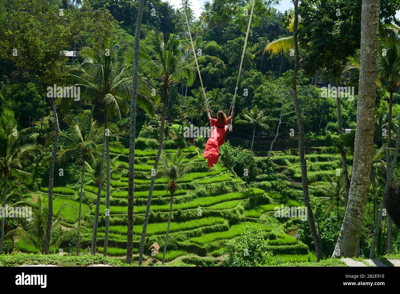 Caucasian woman on big roped swing flying high over rice field in Bali ...