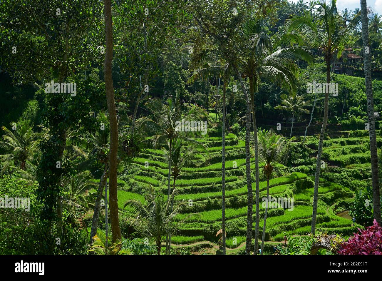 Stunning landscape of the rice field terraces in Bali, Indonesia Stock ...