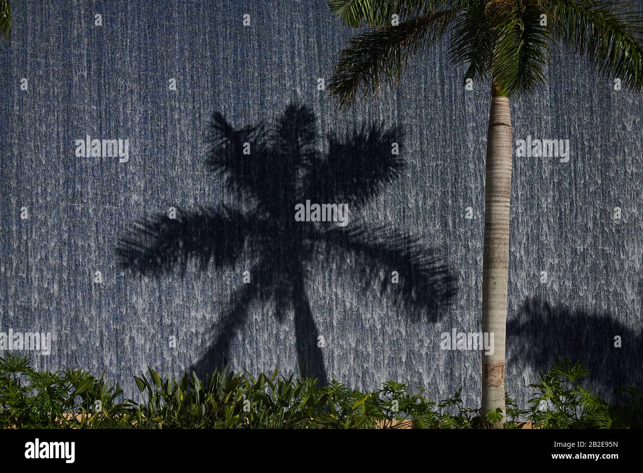 Water feature with water running down a large stone wall and palm tree ...