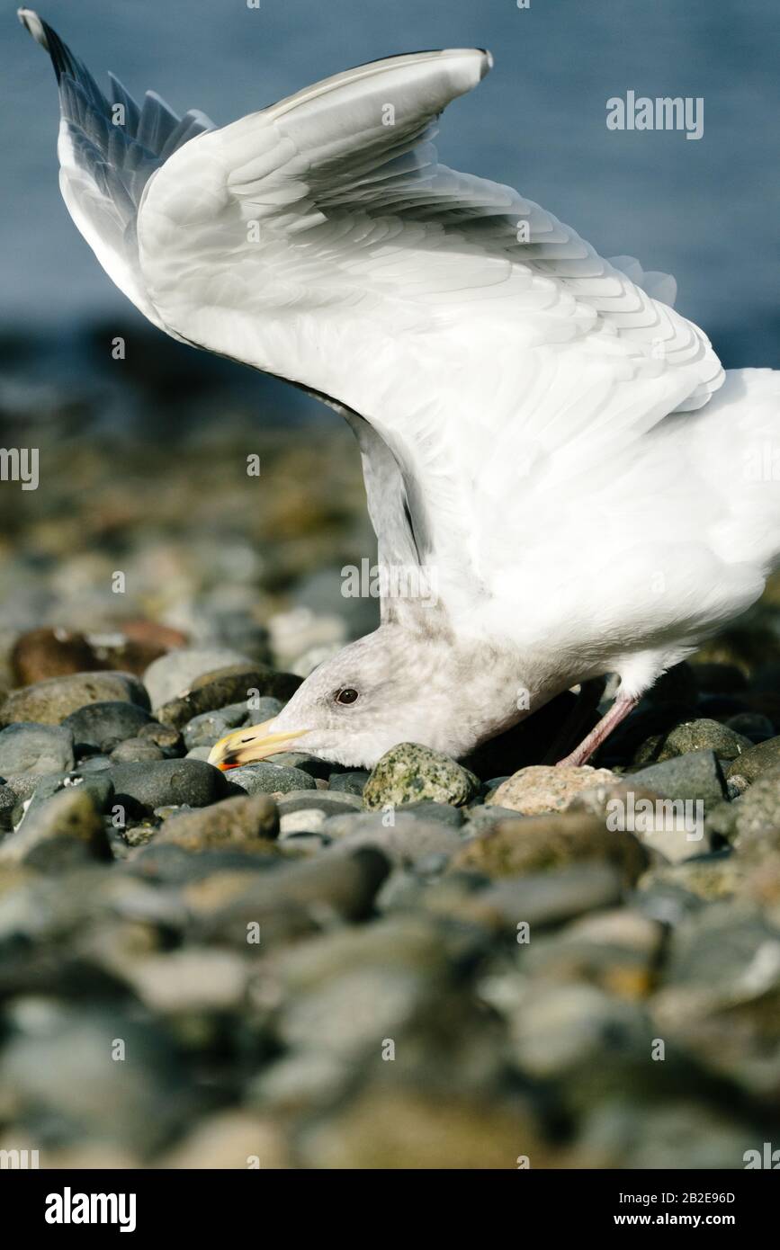 Side view of a Herring Gull stretching on a Puget Sound beach Stock ...