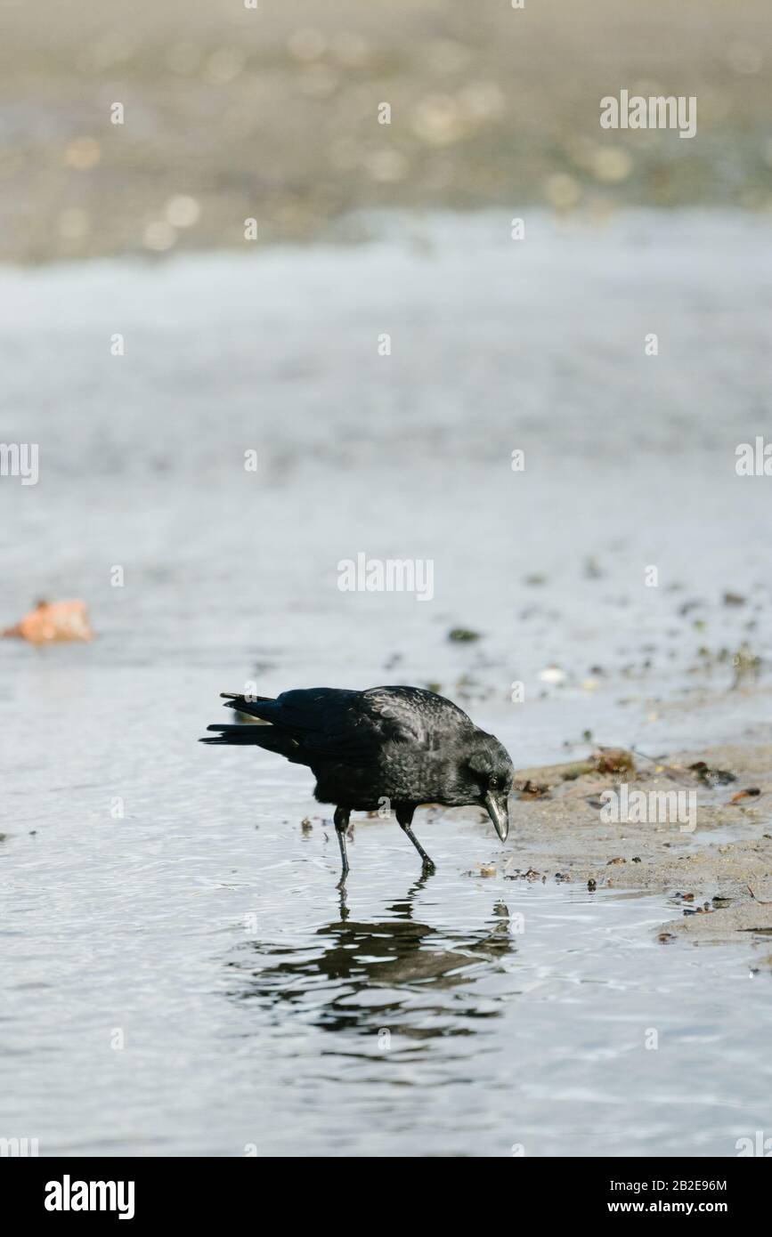 Fishing in a puddle hi-res stock photography and images - Alamy