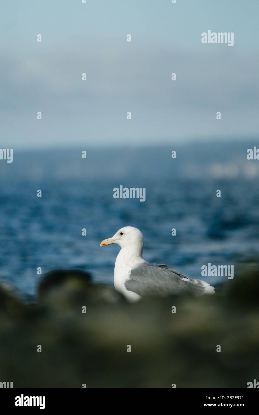 Side view portrait of a sea gull on a Seattle beach Stock Photo - Alamy