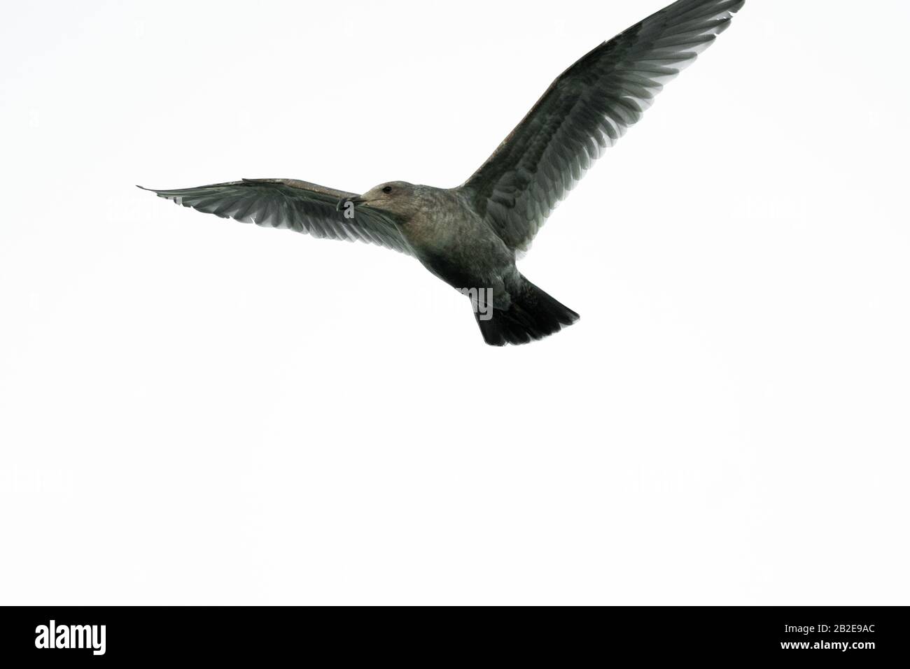 Birds from below Cut Out Stock Images & Pictures - Alamy