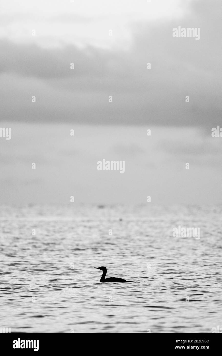 A double-crested cormorant swimming on the Puget Sound in Seattle Stock ...