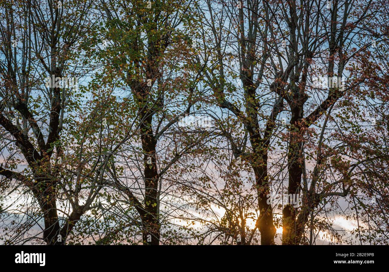 Background with sunset through the tree branches Stock Photo - Alamy