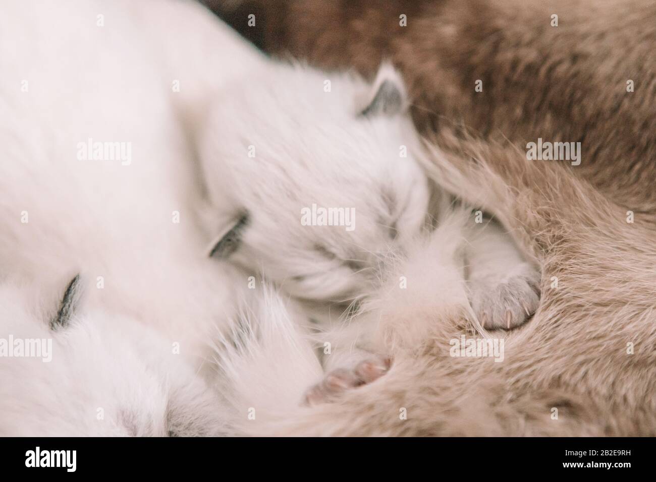 Siamese kitten weeks hi-res stock photography and images - Alamy