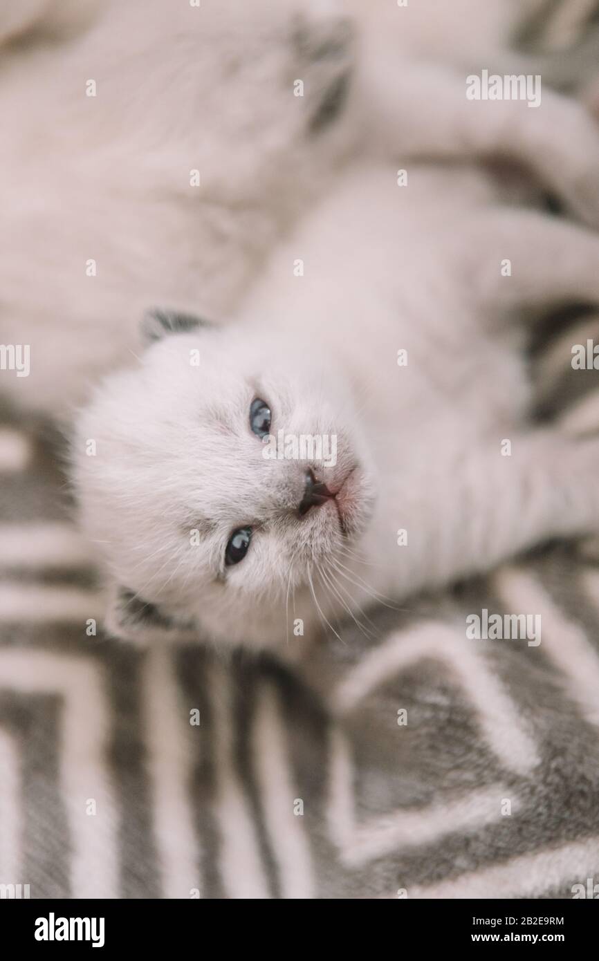 Siamese Kitten with blue eyes - 3 weeks Stock Photo - Alamy
