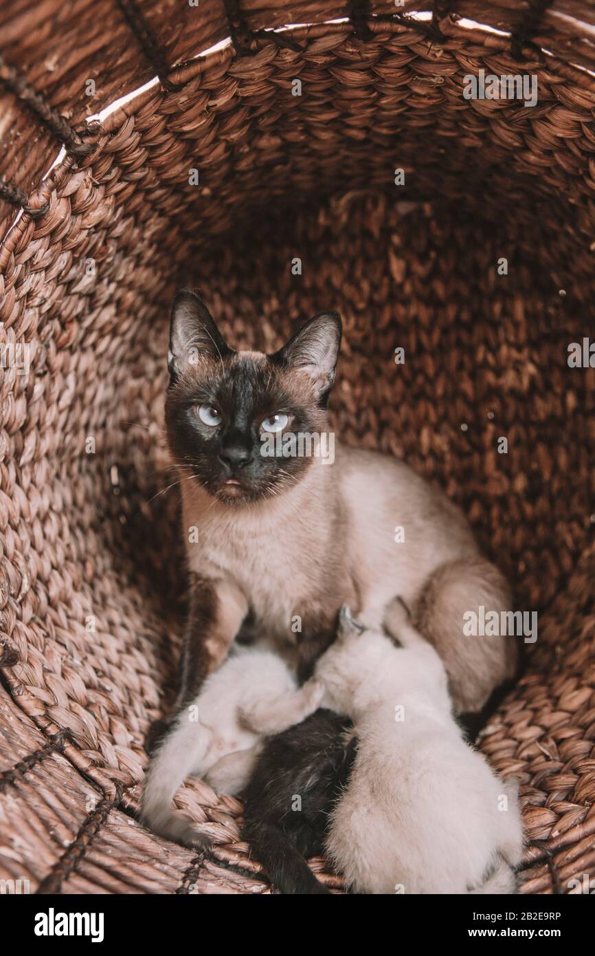 Week old siamese kitten hi-res stock photography and images - Alamy