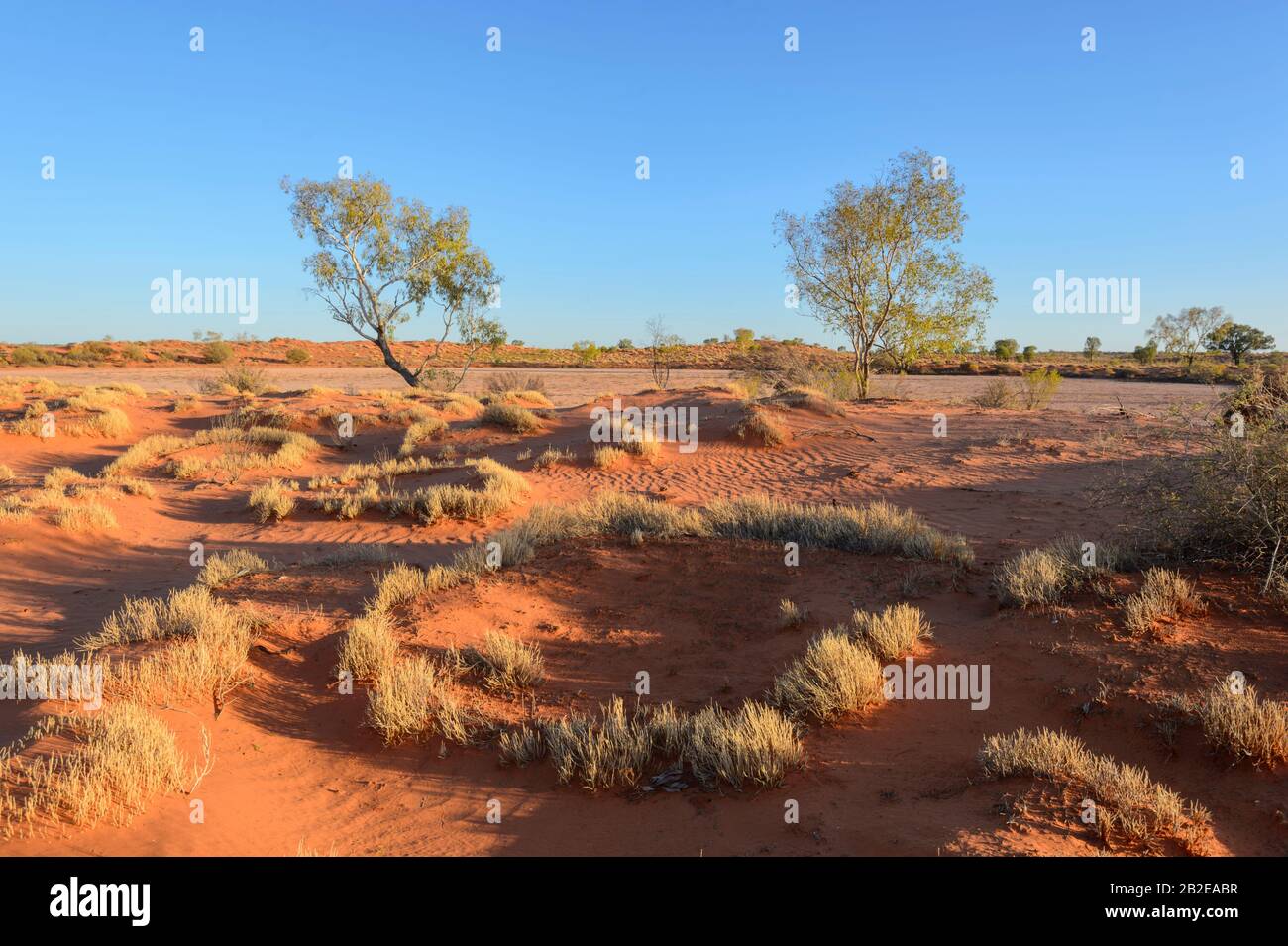 Spinifex plant australia hi-res stock photography and images - Alamy