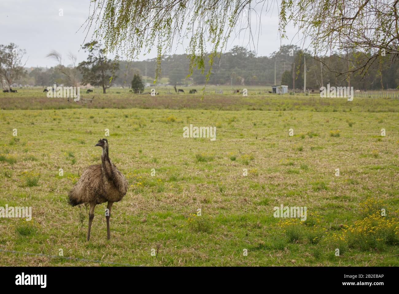 Australian wild landscape hi-res stock photography and images - Alamy