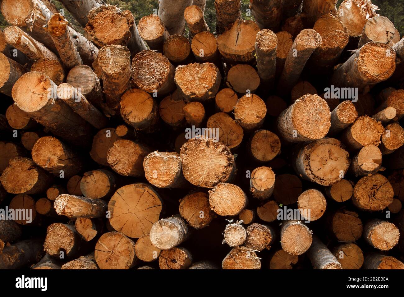 logged pine trees stacked high showing annual growth rings, Montana ...