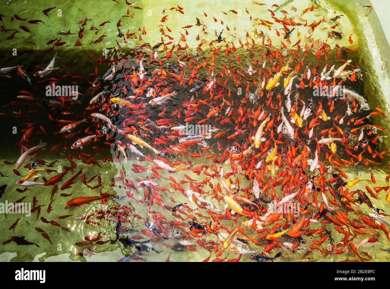 Bright asian fish aquarium hi-res stock photography and images - Alamy