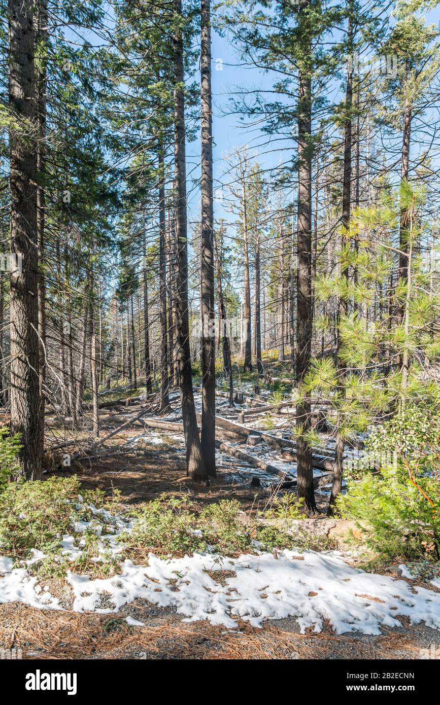 Redwood forest winter hi-res stock photography and images - Alamy