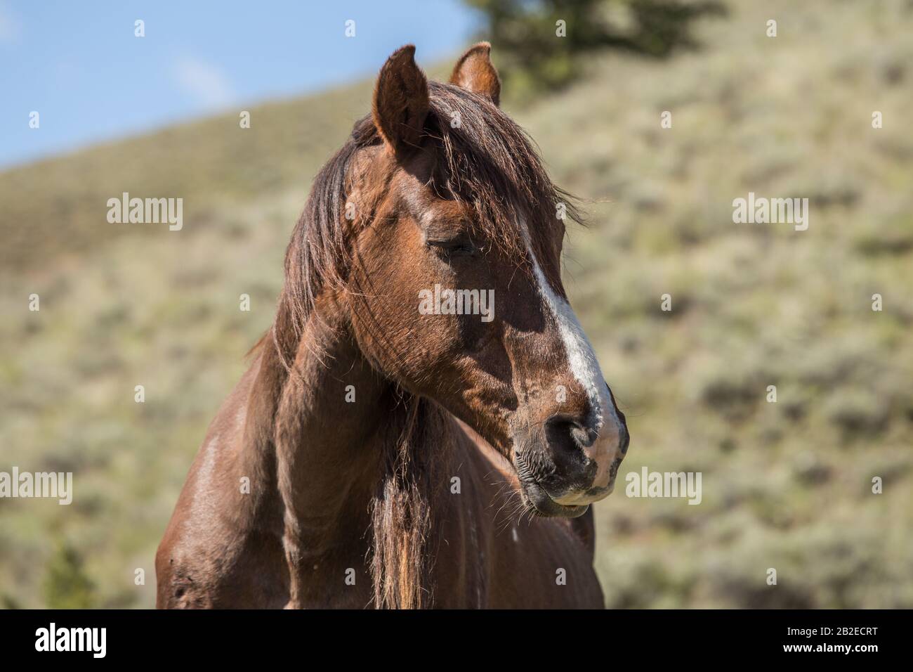 Sorrel horse hi-res stock photography and images - Alamy
