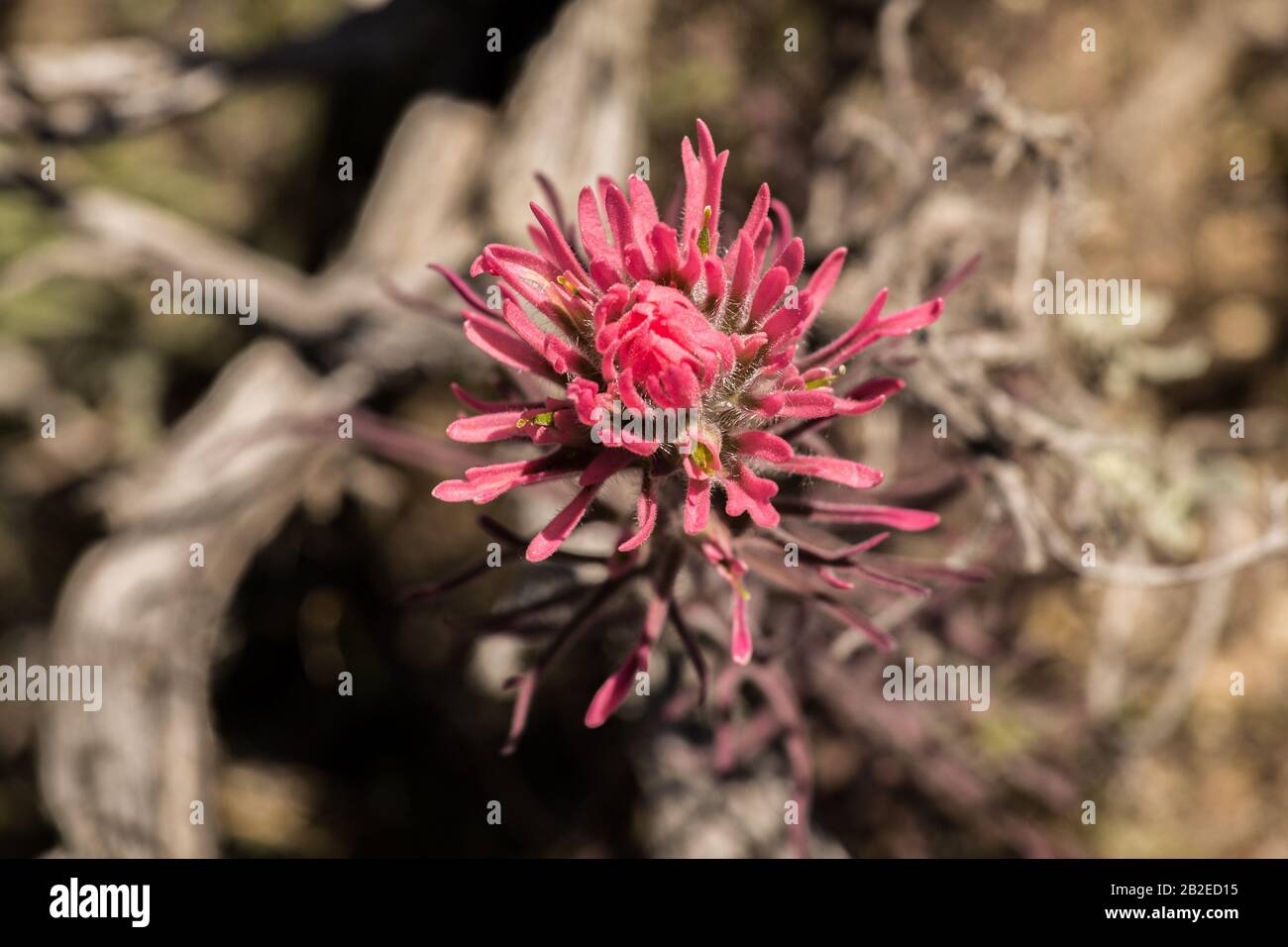 Paintbrush plant hi-res stock photography and images - Alamy