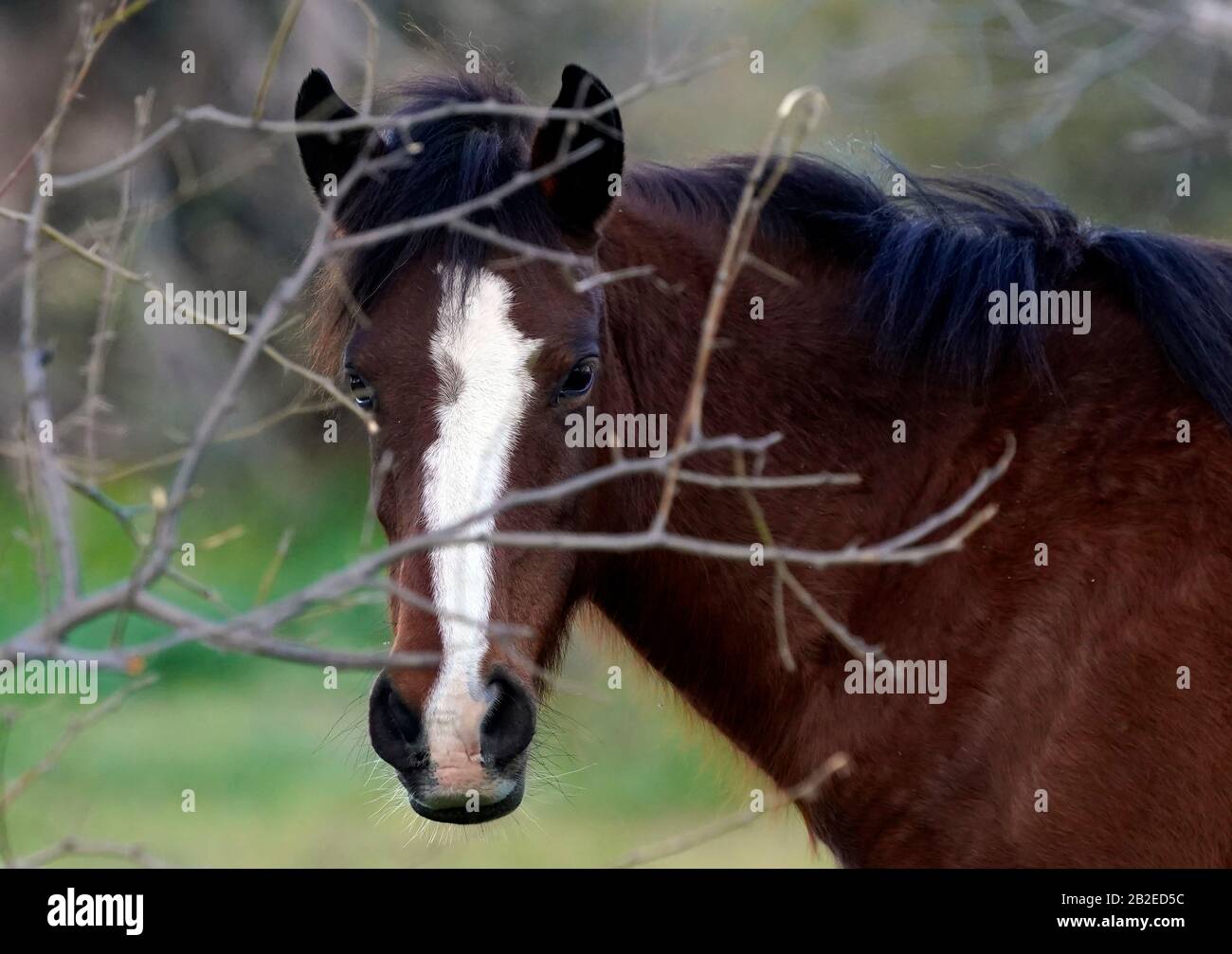Wild Horses are seen on Monday, March 2, 2020, in Phoenix, Arizona ...
