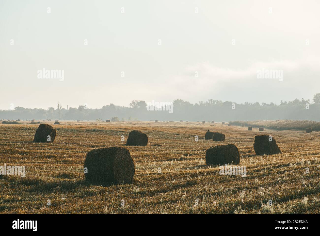 A late summer morning misty landscape with round hay bales. Scene of ...