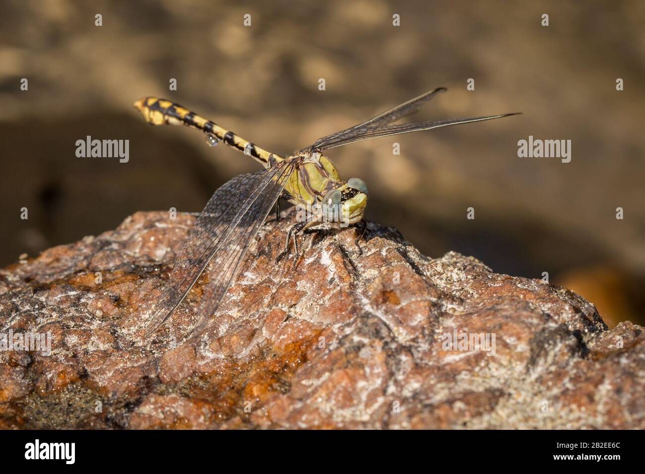 Common Sanddragon I Stock Photo - Alamy